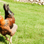 The Ultimate Guide: Choosing the Most Self-Sufficient Farm Animal ...