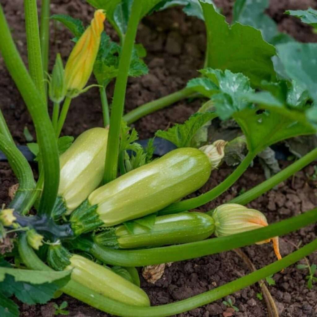 Common mistakes in zucchini companion planting - OffGridHarmony Common mistakes in zucchini companion planting - OffGridHarmony