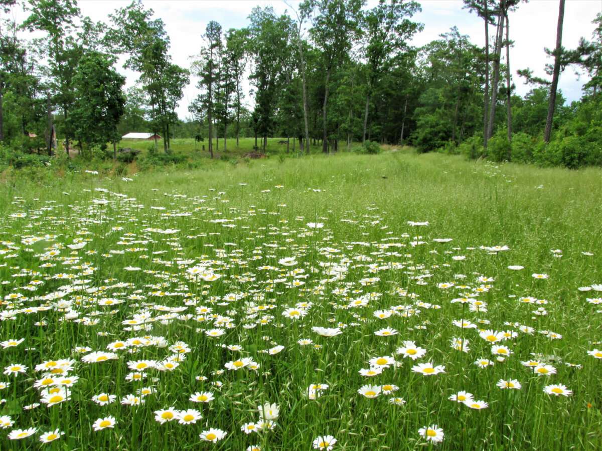 Exploring the Characteristics of a Self-Sufficient Society - OffGridHarmony