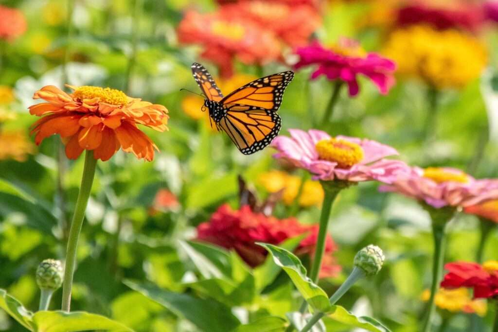 Monarch butterflies: The Perfect Pollinators for Your Garden ...